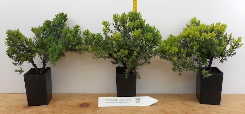 Juniper Procumbens Nana, Dwarf Japanese Garden Juniper- Bonsai ...