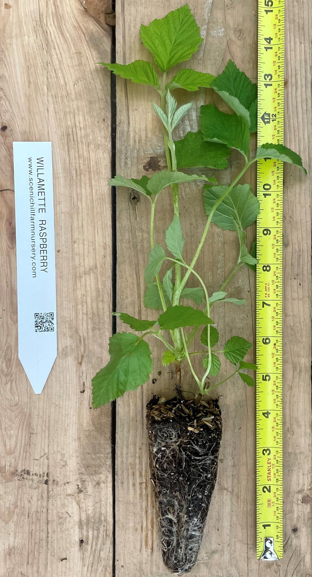 Willamette Raspberry - Potted Plant- Rich Sweet Tart Raspberry Flavor ...