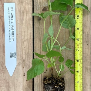 Willamette Raspberry - Potted Plant- Rich Sweet Tart Raspberry Flavor ...