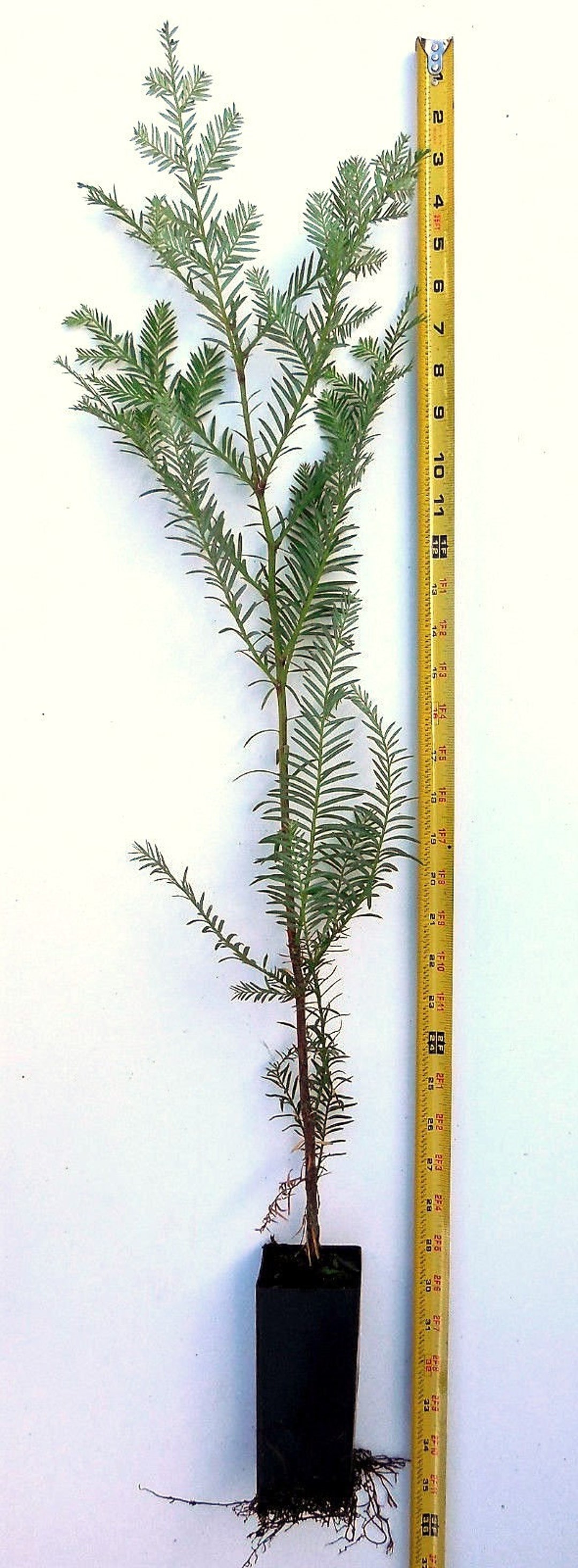 Coast Redwood Trees - 22" - 32" Tall Potted Trees - Landscape Tree ...