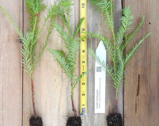 Coast Giant Redwood Seedlings, Sequoia Sempervirens, Pacific Coast Native Tree - Etsy