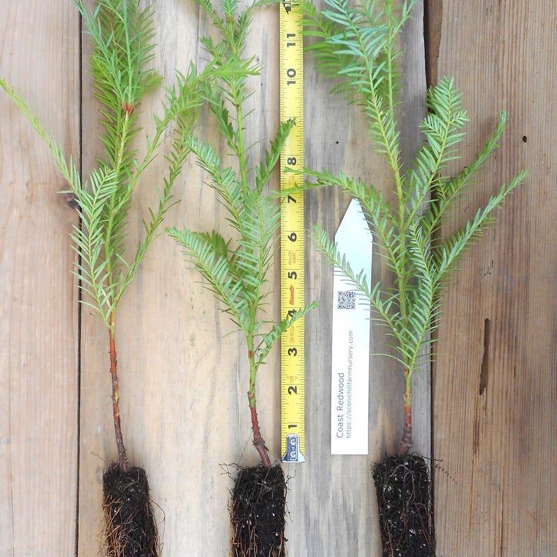 Bonsai Tree Live Redwood - Etsy