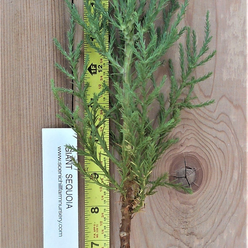 Potted Sequoia - Etsy