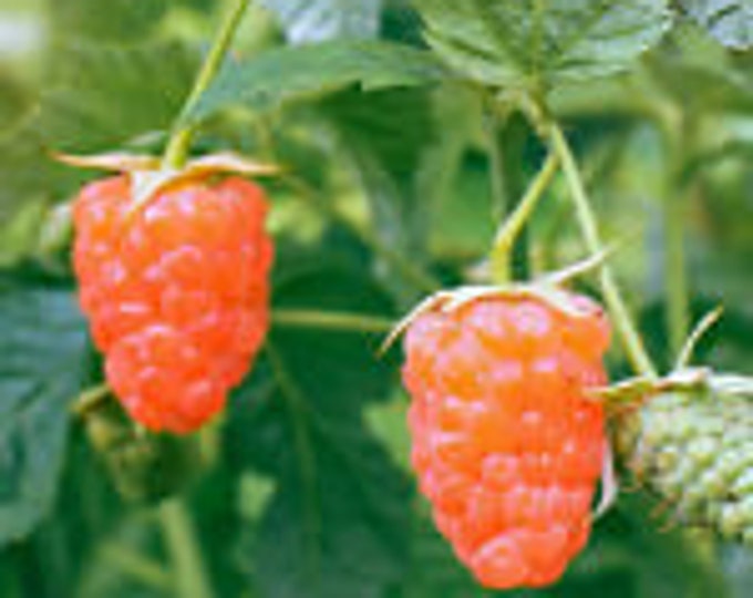 Golden Harvest Raspberry Bush Seeds - Etsy