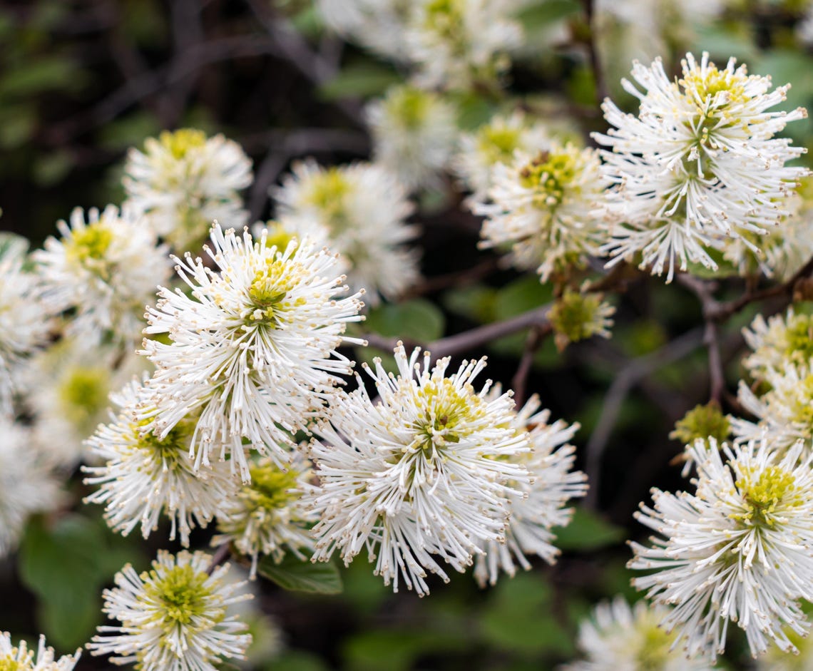 Mount Airy Fothergilla - Showy, Honey Scented White Bottlebrush Flowers ...