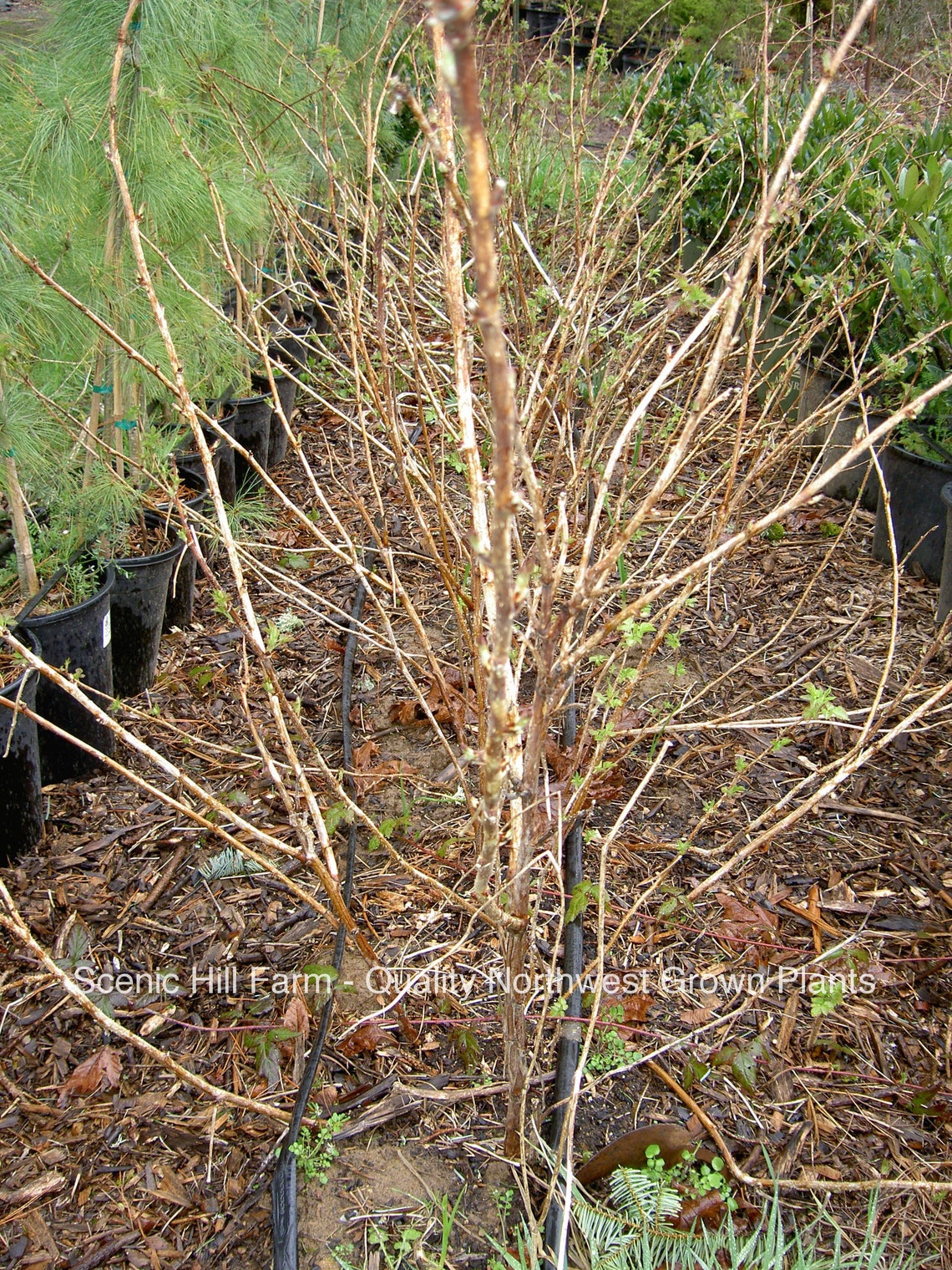 Joan J Thornless Ever Bearing Red Raspberry Roots - Guaranteed to Grow ...