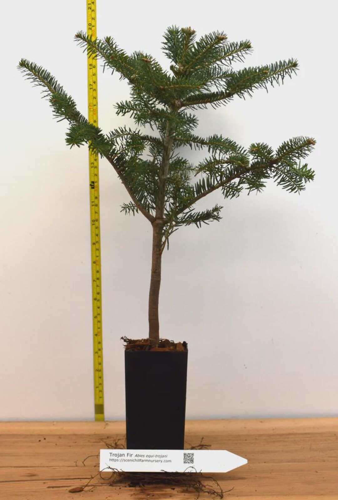 Trojan Fir (abies Nordmanniana Subsp. Equi-trojani) - Specimen ...