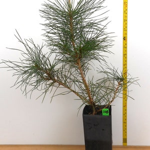 Japanese Black Pine - 15"- 20" Tall 3+ Year Old Tree - Great Bonsai or ...