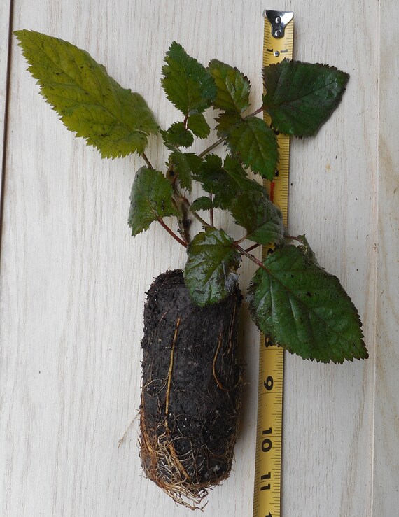 Blackberry Seedlings