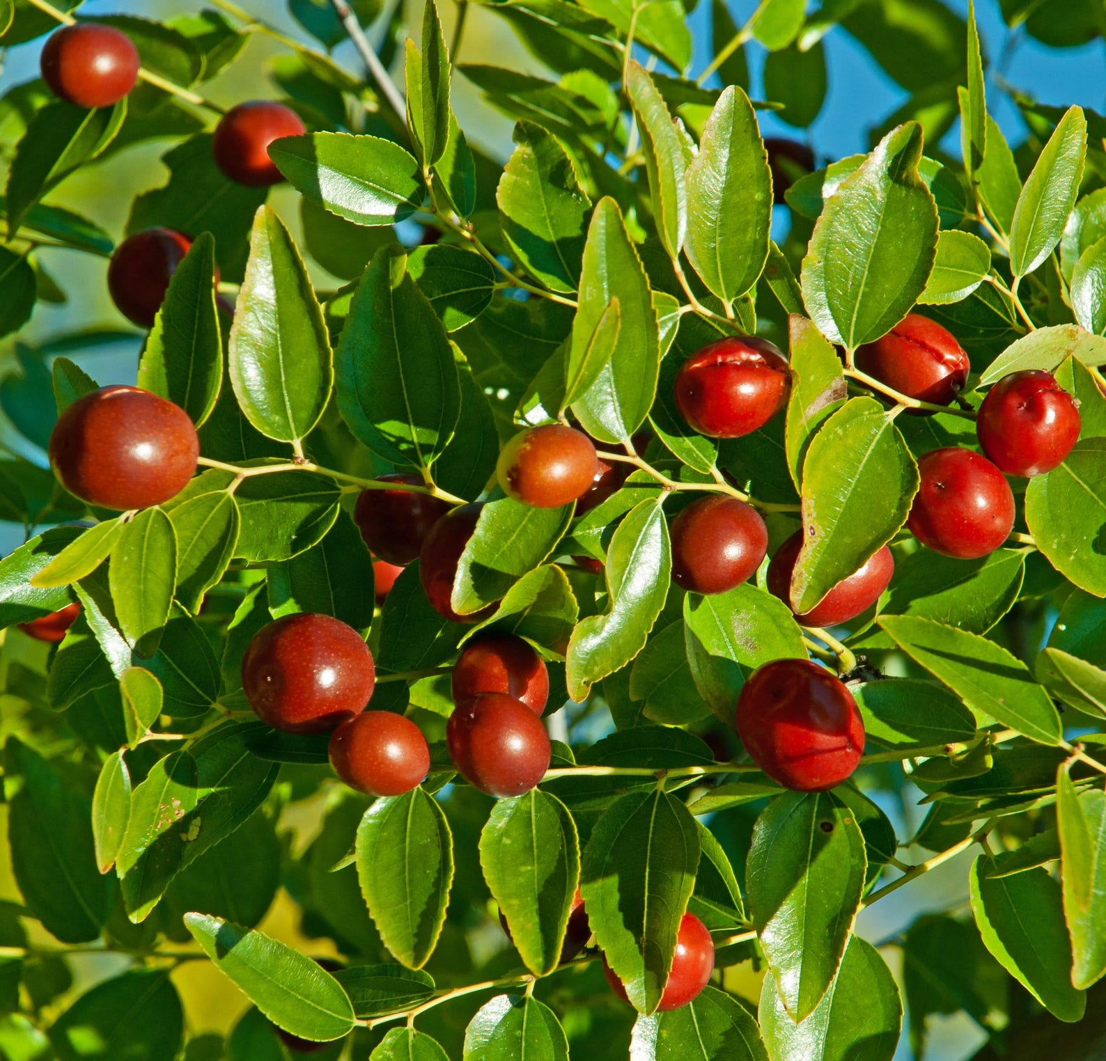 Li Zao Jujube Tree- Thrives in USDA Zones 6 - 9. Chinese Dates ...