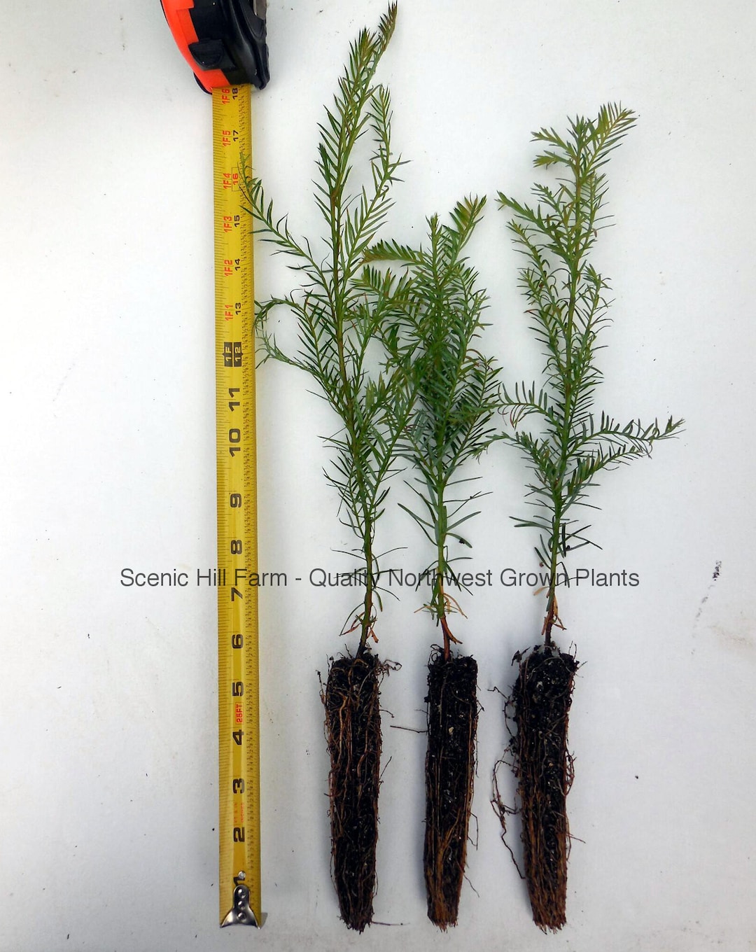 3 Coast Redwood Trees - Landscape Tree / Screen / Bonsai - Sequoia ...
