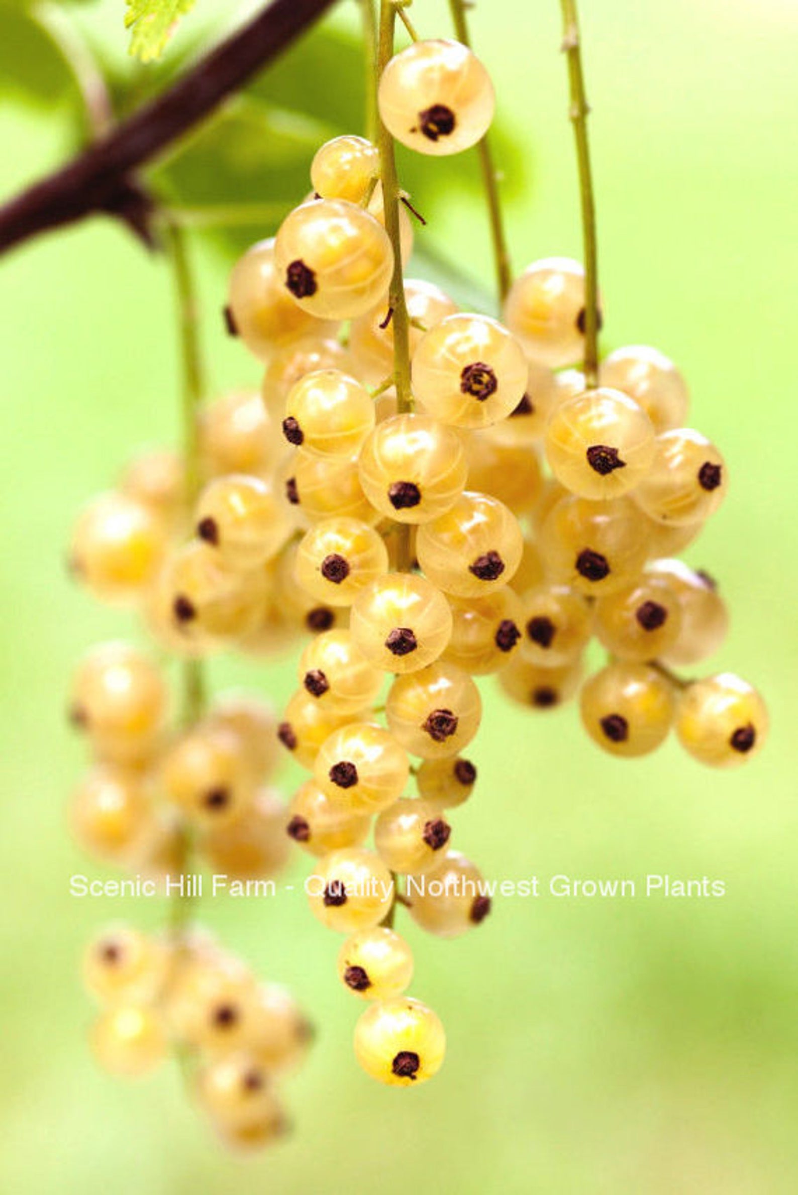 What to do with Red Currants! Recipes and Growing Tips