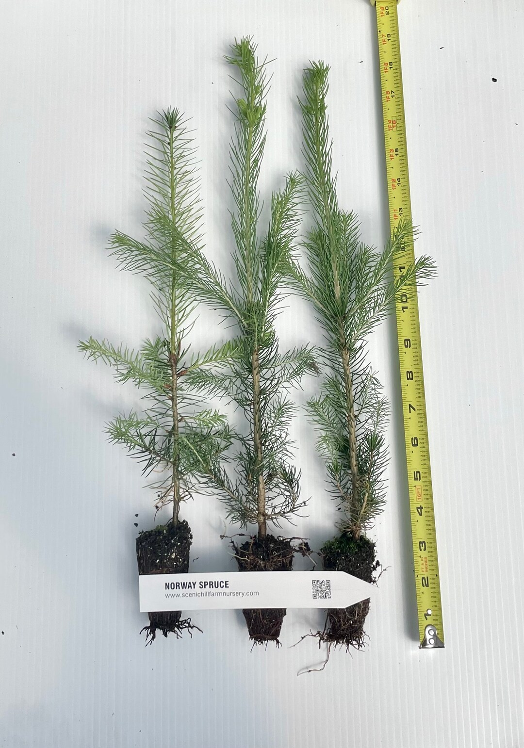 Norway Spruce, Picea Abies Potted Seedling 6-10 Inches Tall, Windbreak ...