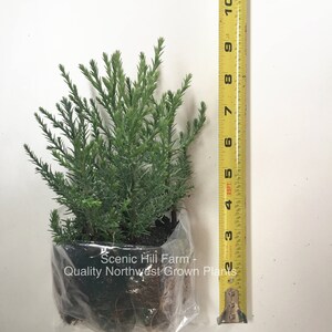 Giant Sequoia Trees - California Redwood - Potted - 3" - 5" Tall ...