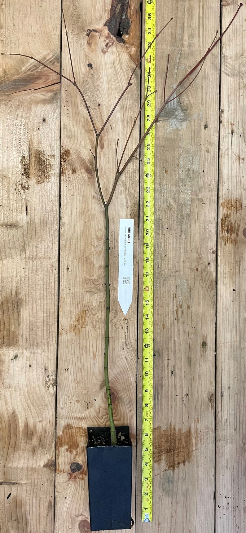 Acer Circinatum (vine Maple) 24 - 32 Inch Tall Branched Potted Tree - Etsy