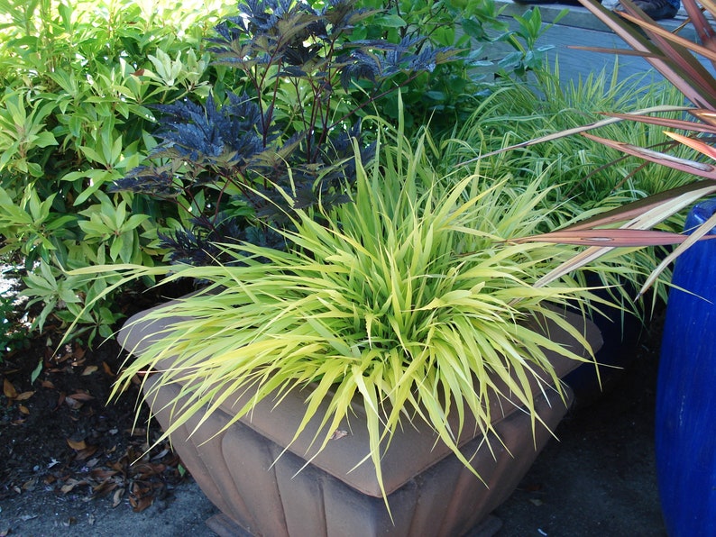 Japanese Forest Grass Plants - 2 Varieties- Hakonechloa Macra 'aureola ...