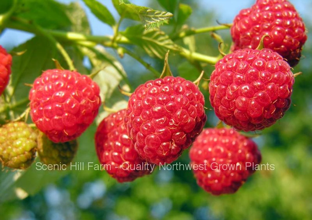 Heritage Ever Bearing Raspberry Potted Plants - Large & Sweet Berries ...