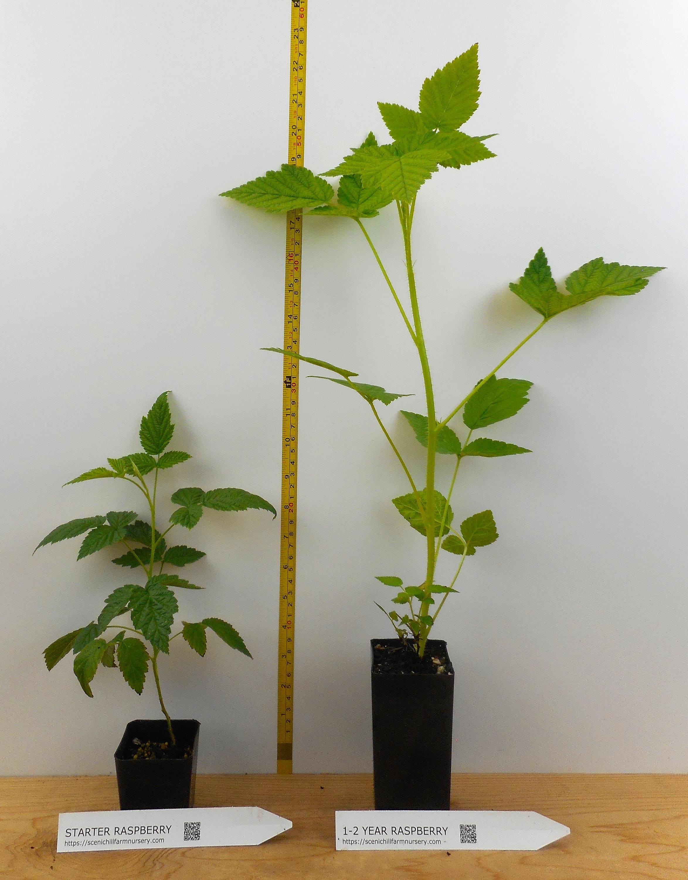 Cascade Delight Red Raspberry Potted Plants - Large, Sweet & Firm June ...