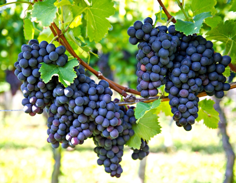 Grape Plants - 13 Varieties Seedless Table Grapes - Potted Starter ...