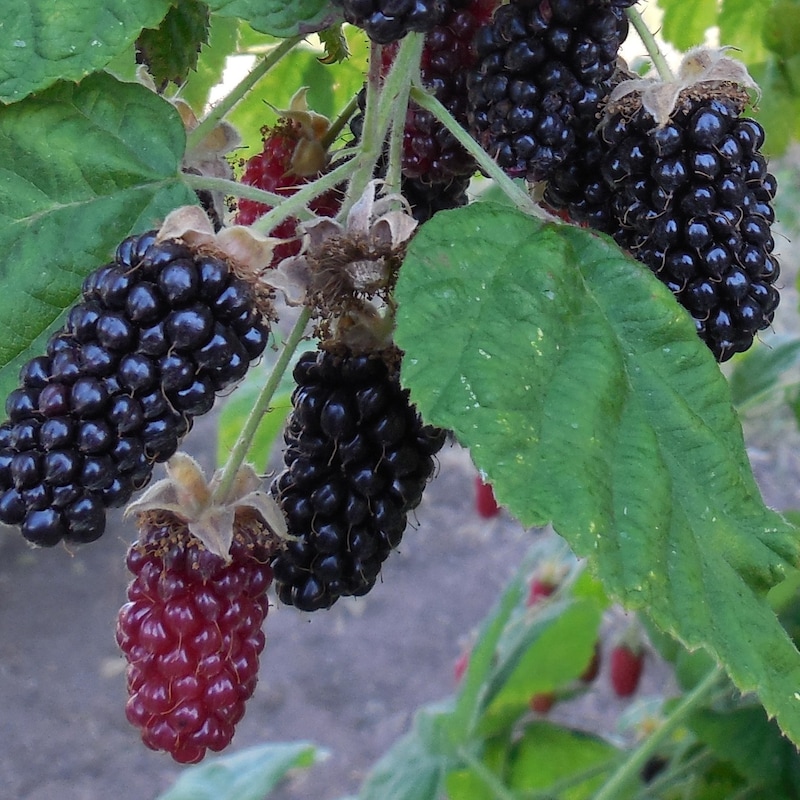 Thorned Blackberry Plants - Etsy