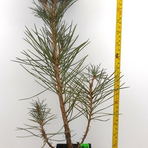 Japanese Black Pine - 15"- 20" Tall 3+ Year Old Tree - Great Bonsai or ...