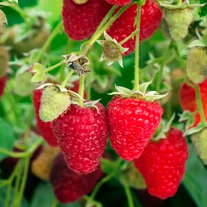 Cascade Harvest Red Raspberry- Very Large Firm Berries, Very Good ...