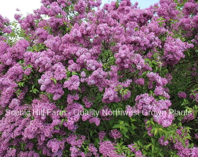 Old Fashioned Lilac Bush, Spring Flowers, Hardy Shrub, Nostalgic ...