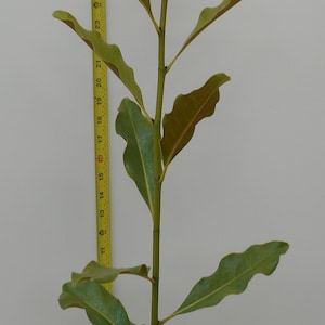 Kay Parris Evergreen Southern Magnolia. 20-28 Inch Tall - Very Fragrant ...