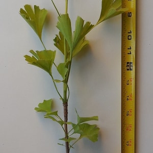 Ginkgo Tree (ginkgo Biloba) Potted Trees 14-40 Inches Tall, Maidenhair ...