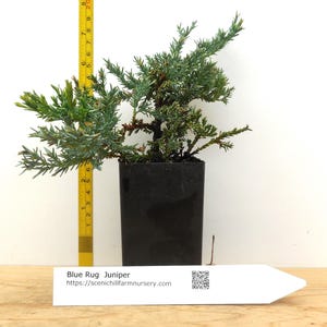 Blue Rug Juniper - Juniperus Horizontalis 'wiltonii' - Etsy