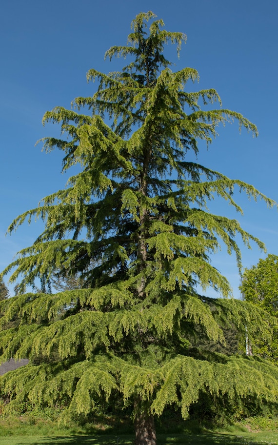 Cedar Tree With Hanging Branches
