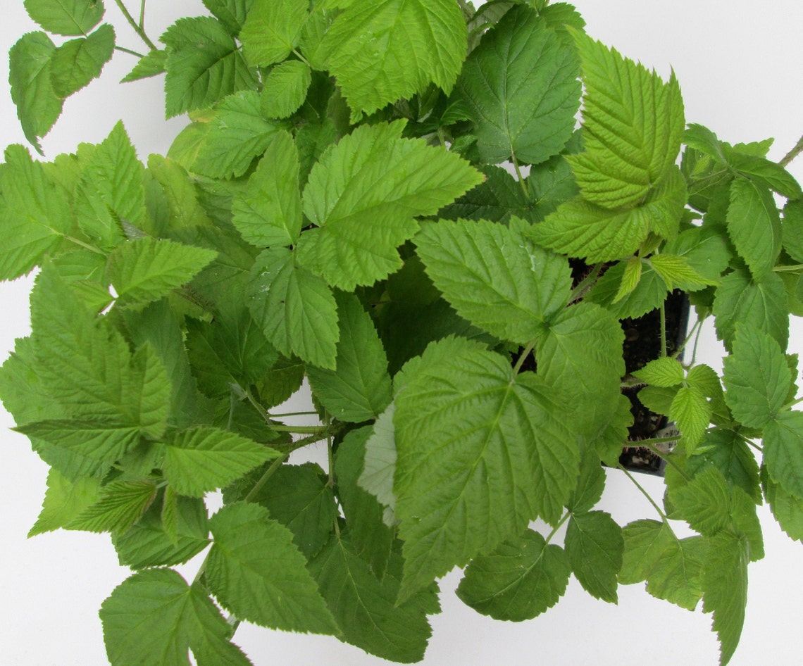 Cascade Harvest Red Raspberry- Very Large Firm Berries, Very Good ...