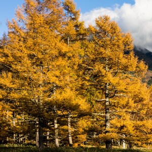 Japanese Larch (larix Kaempferi) - Bonsai or Landscape 5 - 10 Inches ...