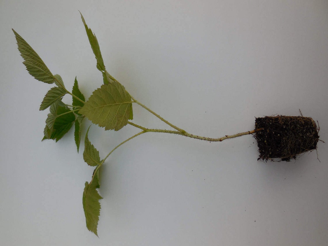 Cascade Delight Potted Red Raspberry Plants Large Sweet - Etsy