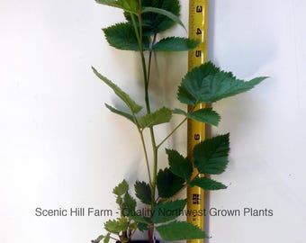 2 Large Triple Crown Thornless Blackberry Plants 18202 Large, 1 Year ...