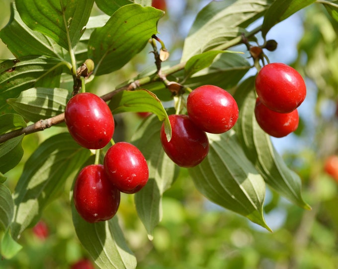 Cornelian Cherry Tree Seeds cornus Mascula 10seeds - Etsy