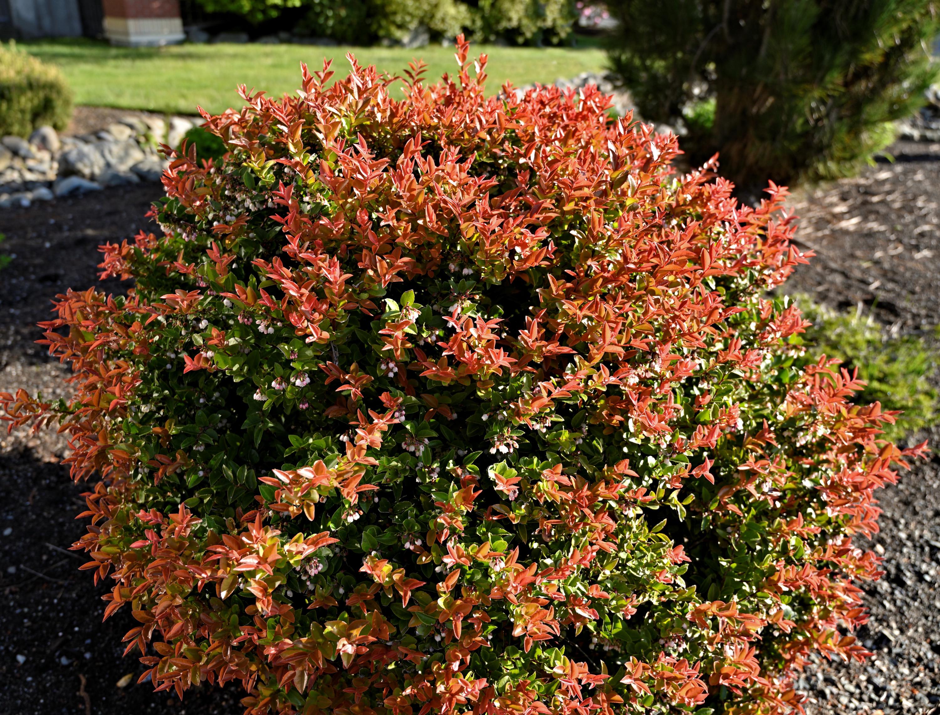 Evergreen Huckleberry Plant- Large Gallon Containers - Etsy