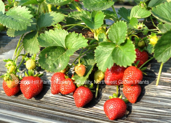 June Bearing Strawberry Plants