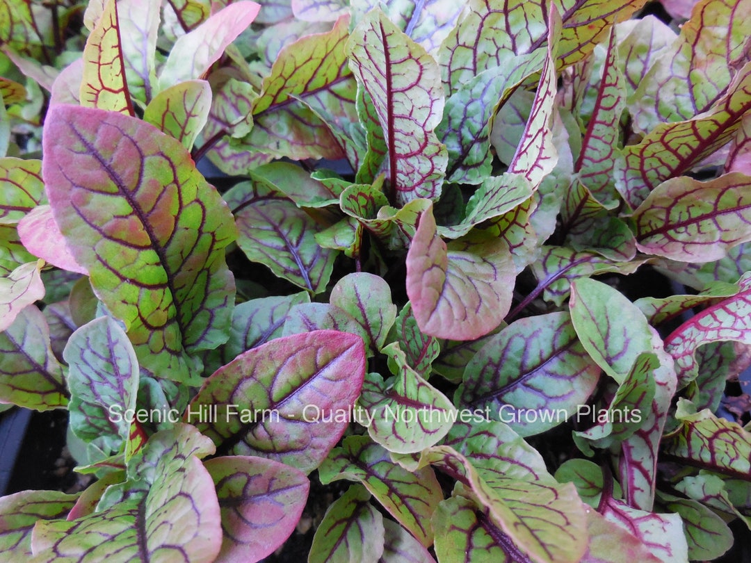 Bloody Dock Sorrel- Perennial Vegetable and Colorful Ornamental -ships ...