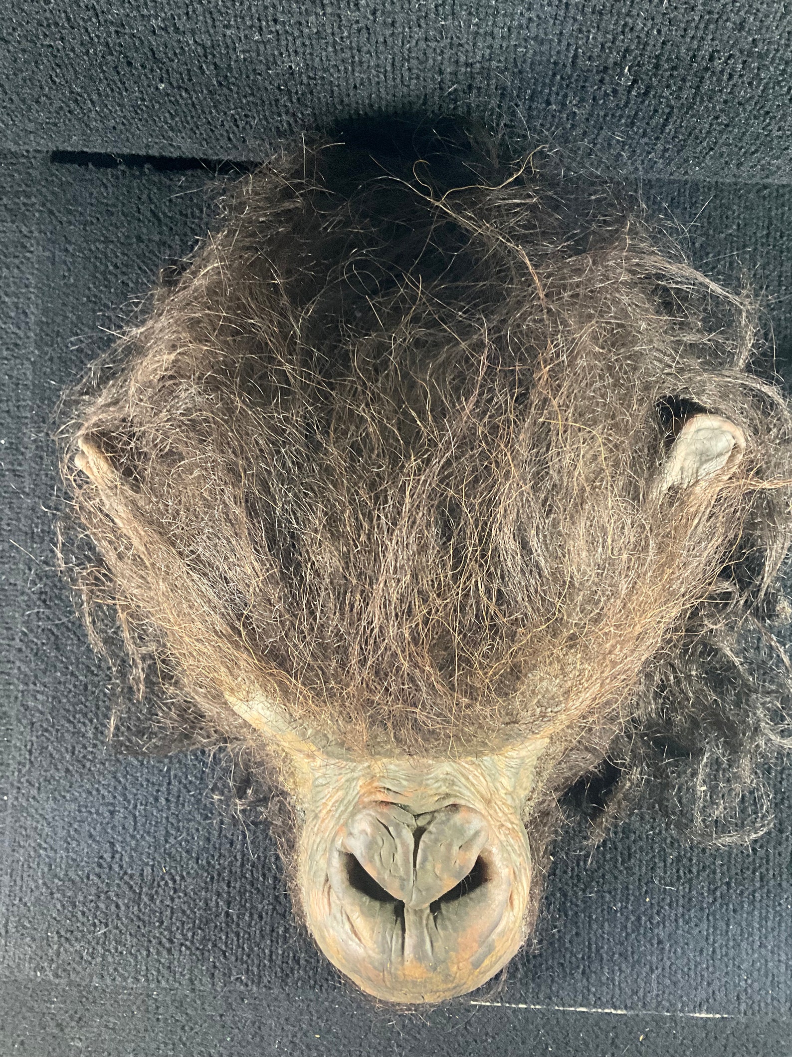 Vintage 1998 Tarzan and the Lost City Movie Prop Full Head Gorilla Mask ...