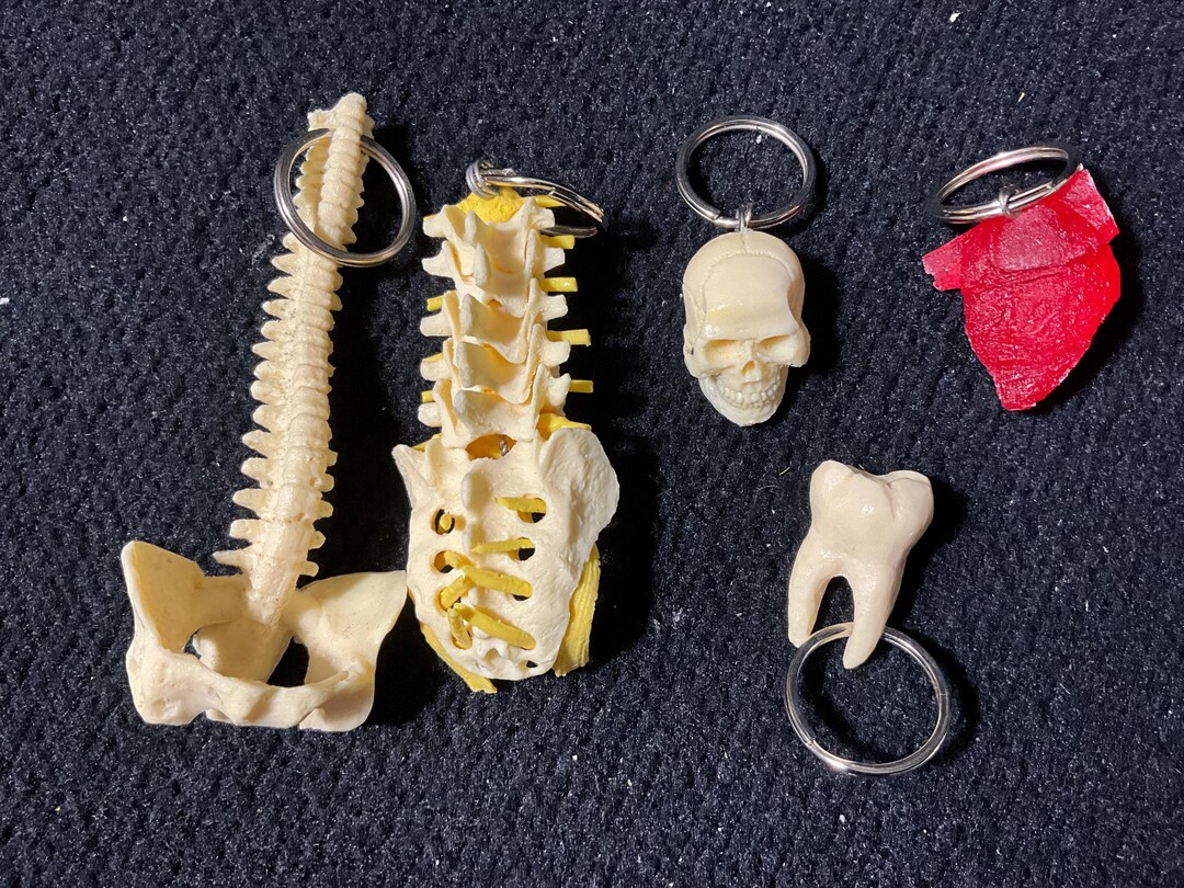 Vintage Vending Machine Keychains Skeletal Body Parts Heart Tooth Spine ...