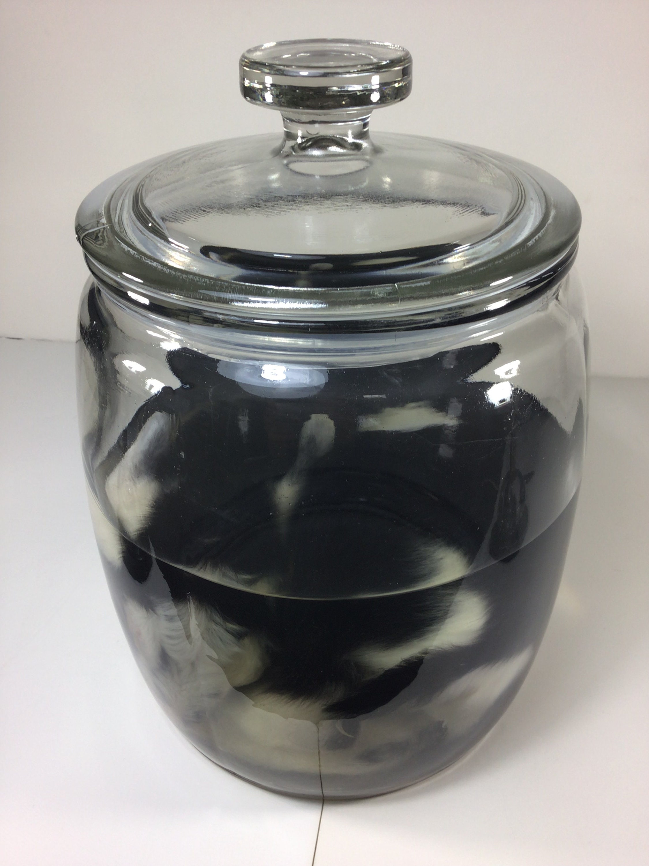 Wet Specimen Oddity Black and White Fetal Goat in Large Glass Jar ...