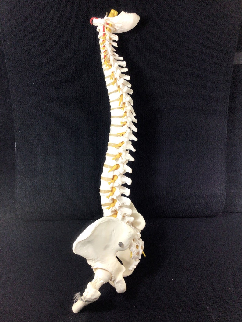 Medical Model Spine Backbone With Pelvis Hips. Adult Size. Germany 3B ...