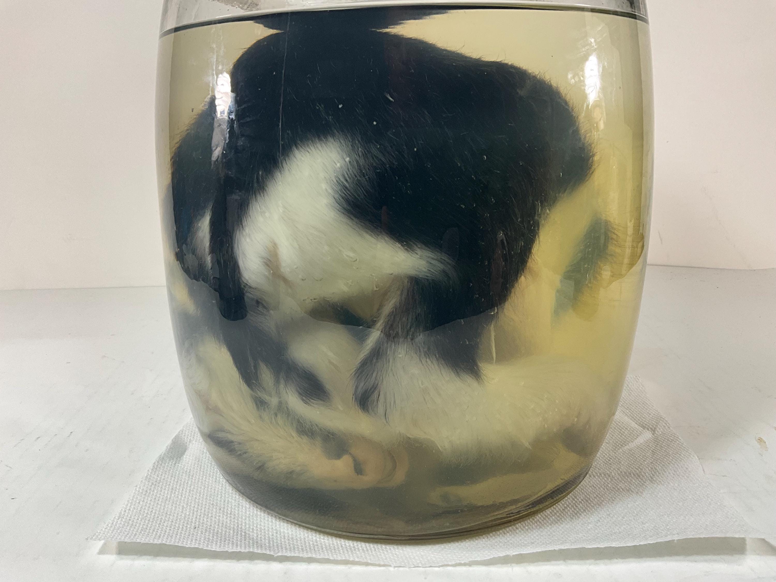 Wet Specimen Oddity Black and White Fetal Goat in Large Glass Jar ...