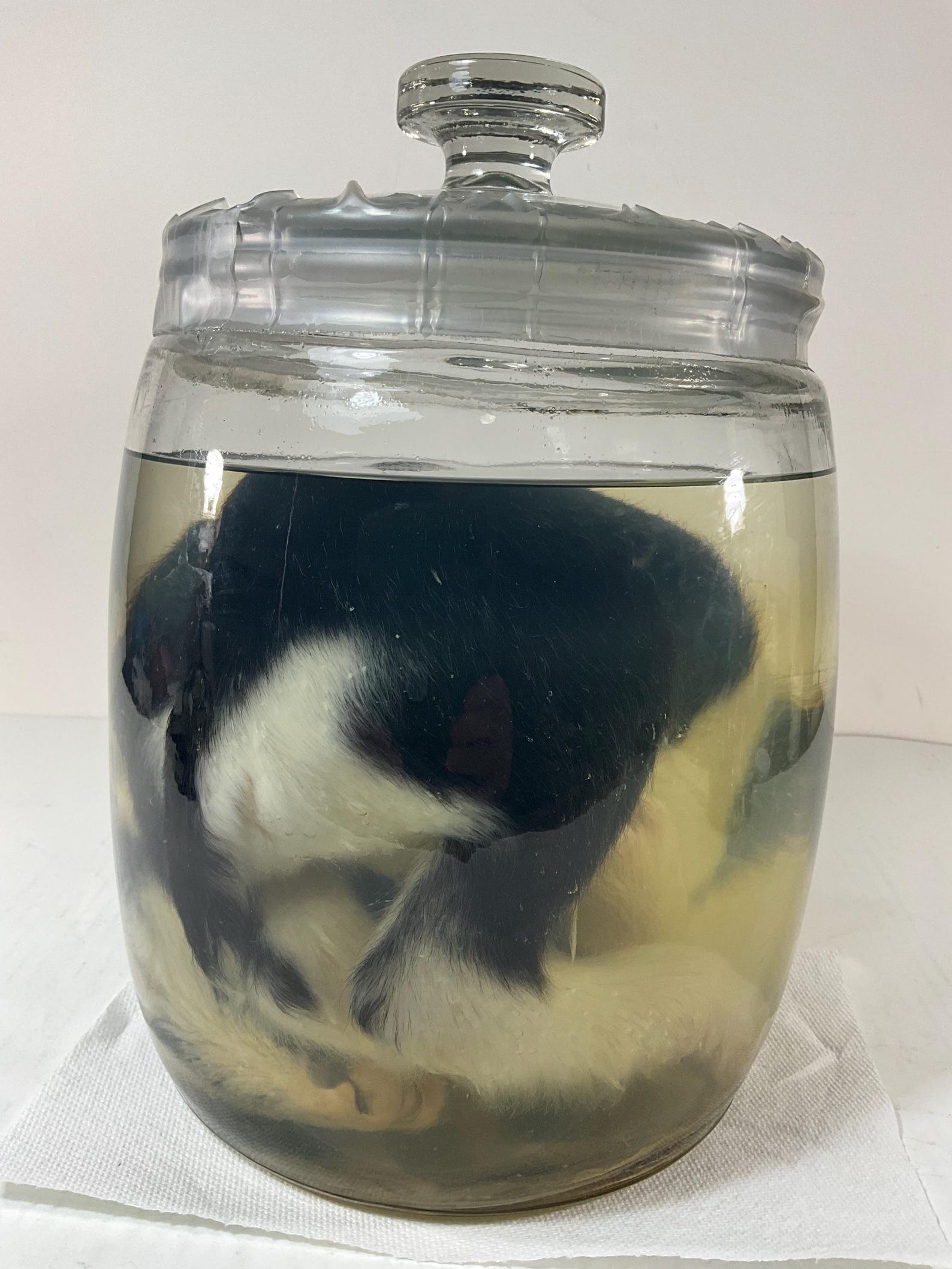 Wet Specimen Oddity Black and White Fetal Goat in Large Glass Jar ...
