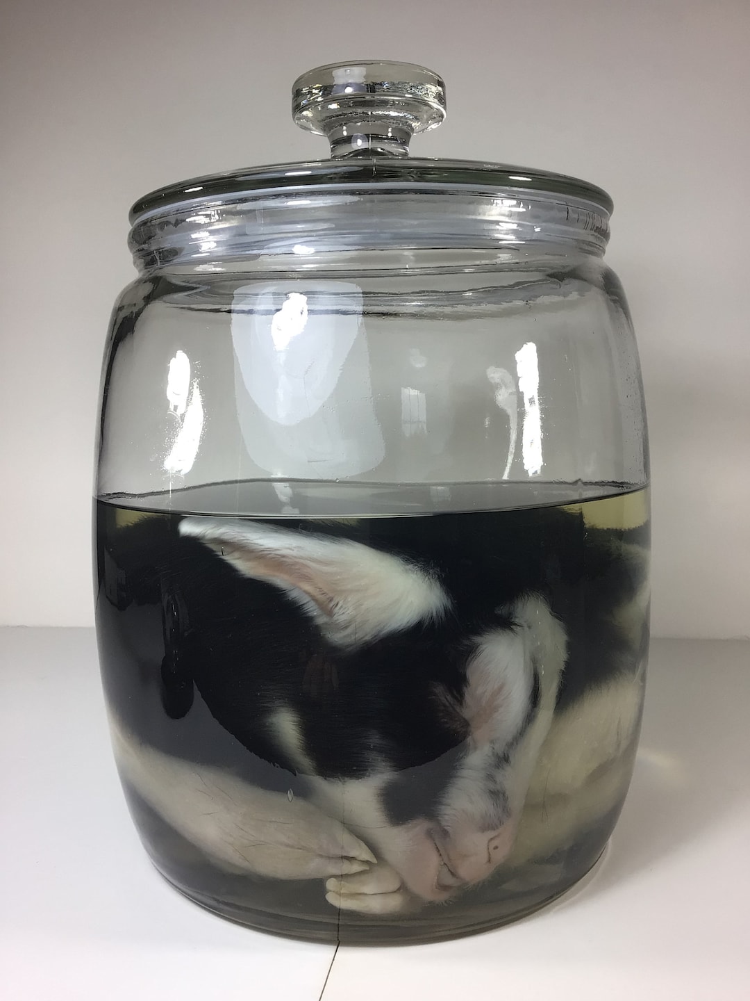 Wet Specimen Oddity Black and White Fetal Goat in Large Glass Jar ...
