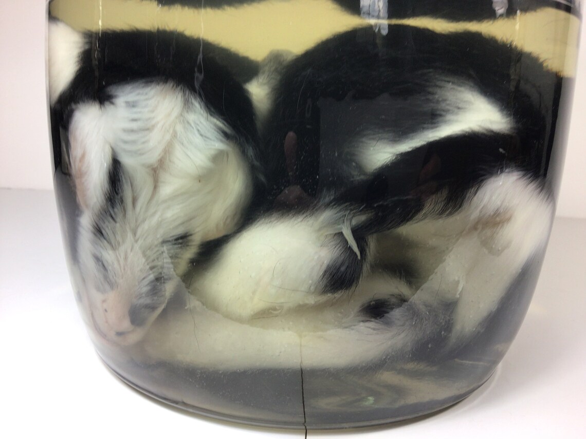 Wet Specimen Oddity Black and White Fetal Goat in Large Glass Jar ...