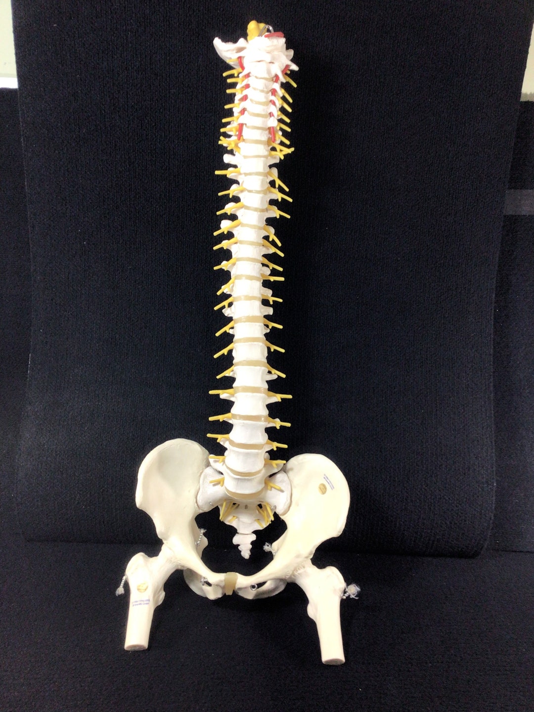 Medical Model Spine Backbone With Pelvis Hips. Adult Size. Germany 3B ...