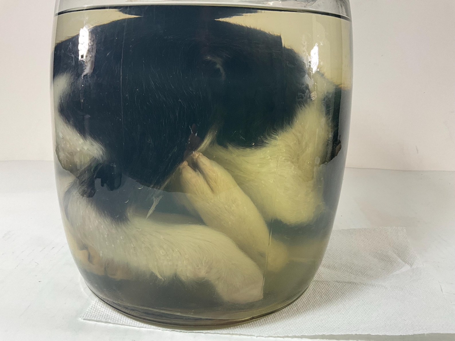 Wet Specimen Oddity Black and White Fetal Goat in Large Glass Jar ...