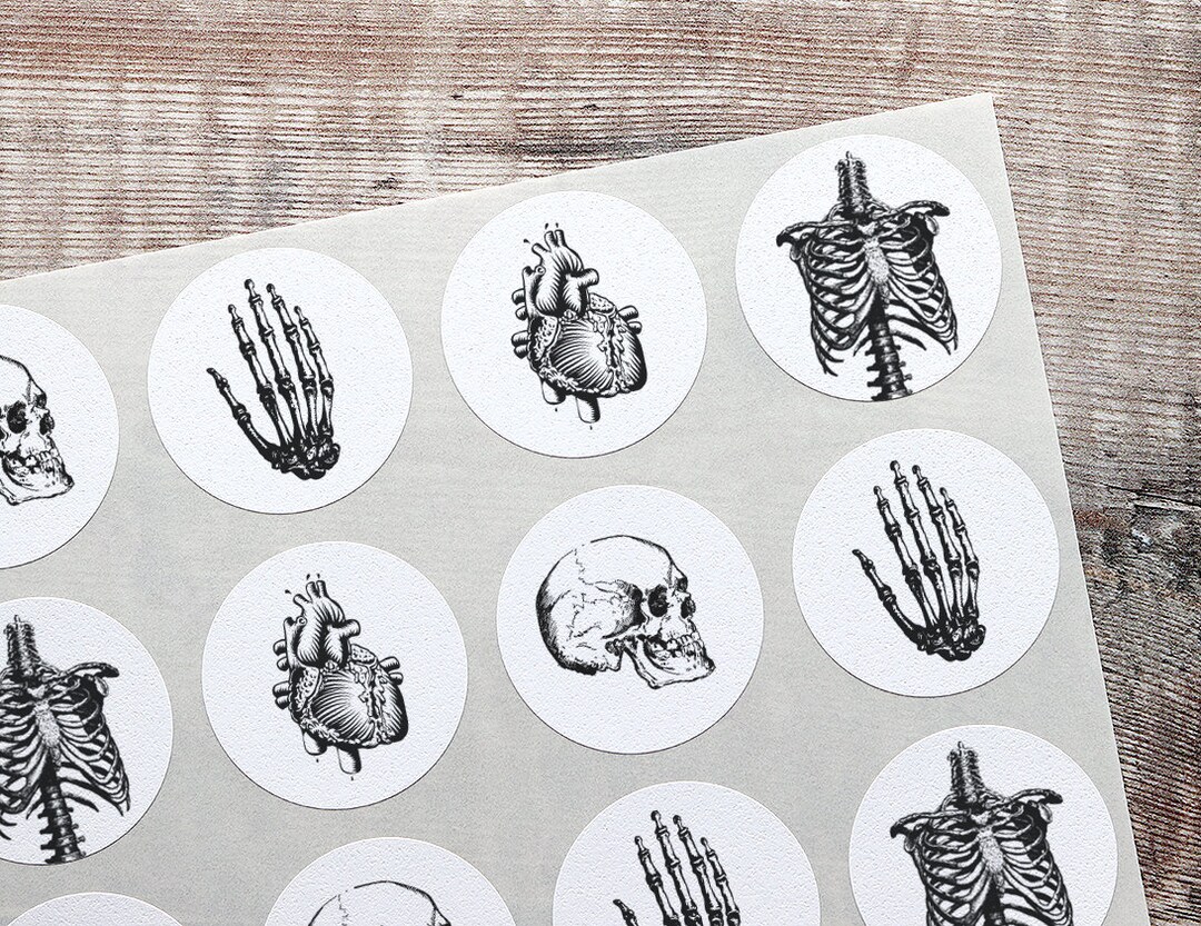 24 Anatomy Stickers Vintage Anatomy Rustic Skull Bones Round Vintage ...